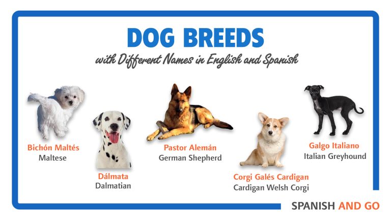 27+ Different Ways to Say Dog in Spanish [Translation and Much More!]