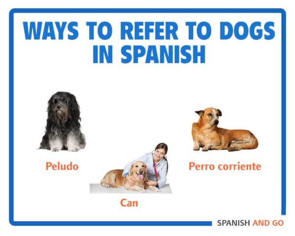 27+ Different Ways to Say Dog in Spanish [Translation and Much More!]